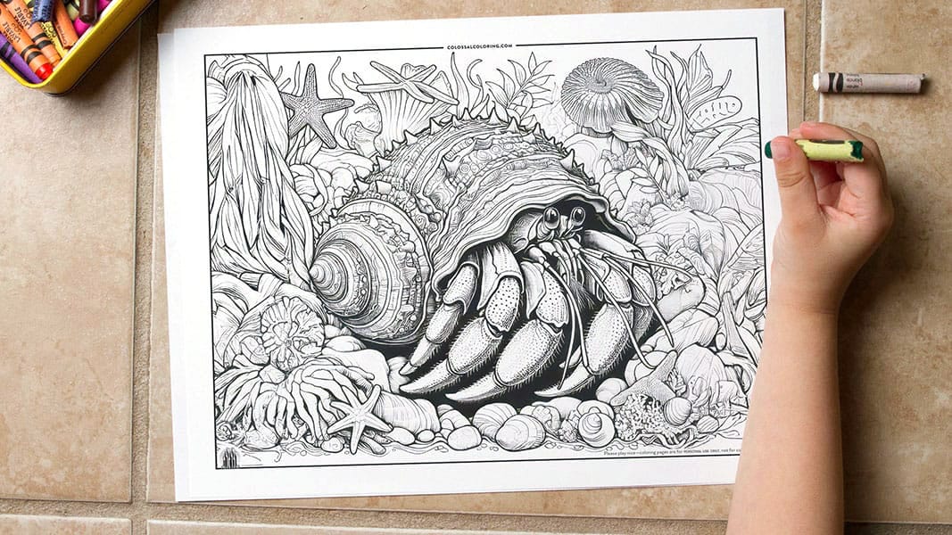 Hermit Crab • Free Printable Coloring Page